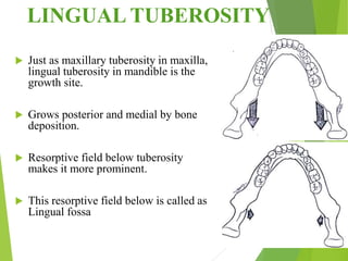 Growth and development of mandible | PPT