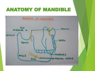 Growth and development of mandible | PPT