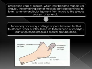 Growth of mandible | PDF