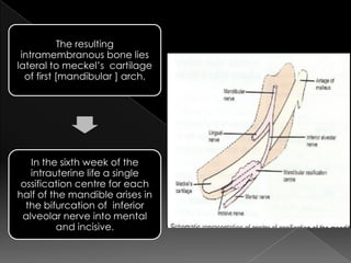 Growth of mandible | PDF