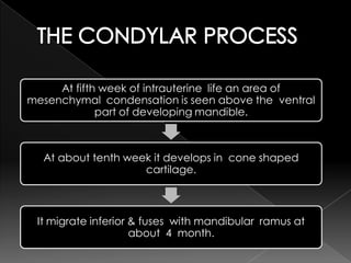 Condylar Process Of Mandible
