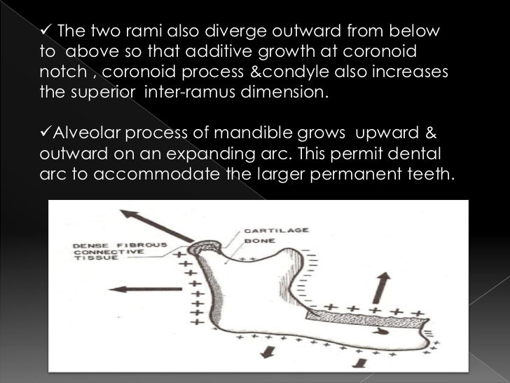 Growth of mandible
