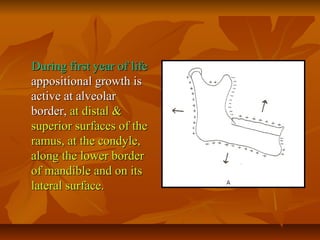 Growth of mandible | PPT
