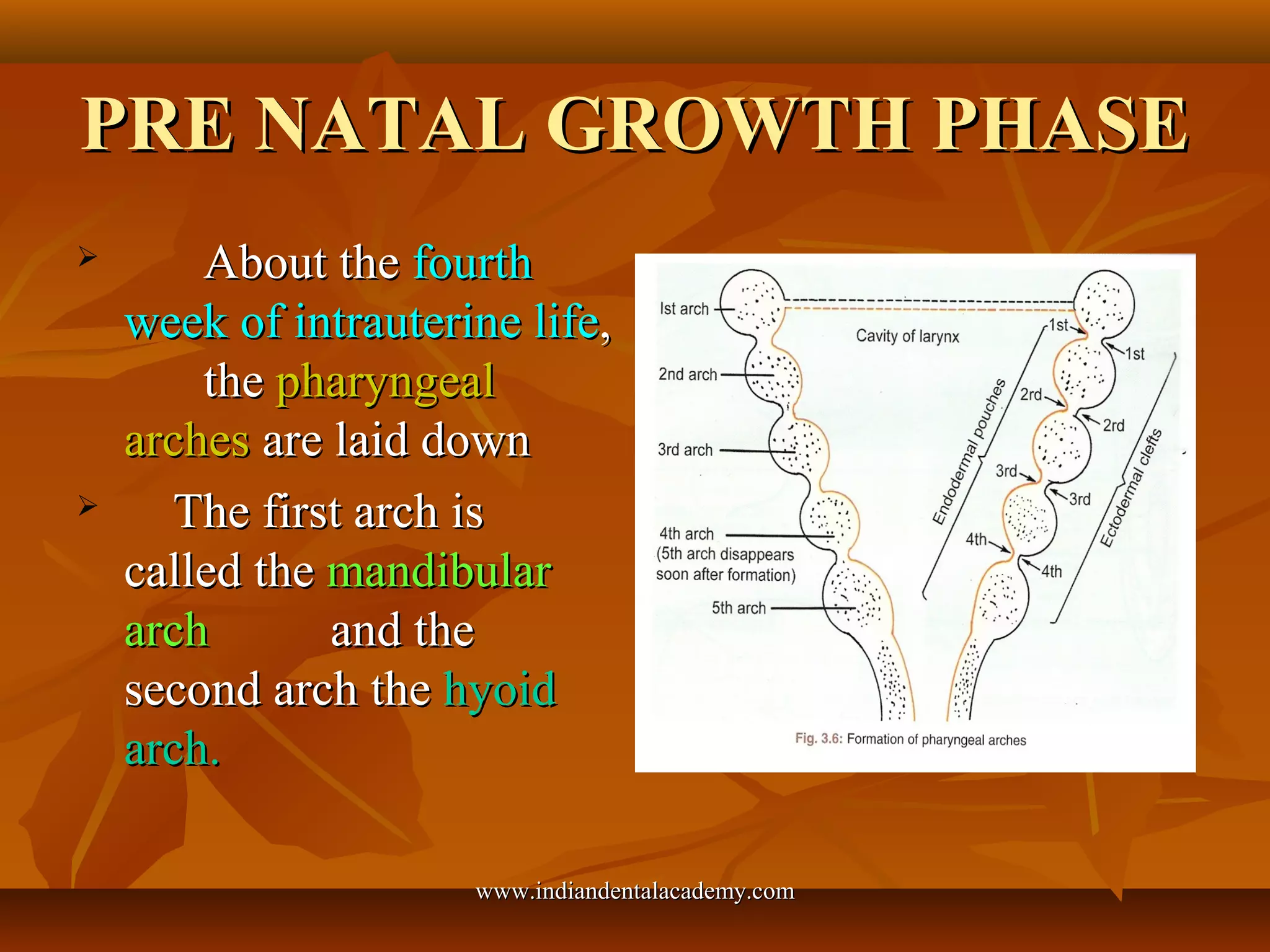 Growth of mandible | PPT
