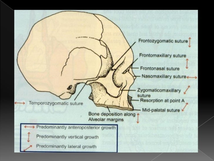 Growth of maxilla