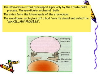 GROWTH_OF_MAXILLA__orthodontics__PDF form | PPT