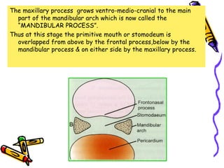 GROWTH_OF_MAXILLA__orthodontics__PDF form | PPT