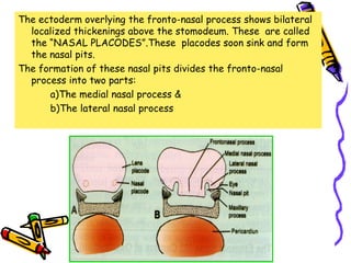 GROWTH_OF_MAXILLA__orthodontics__PDF form | PPT