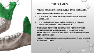 Growth of the mandiblegrowth and development | PPT | Free Download