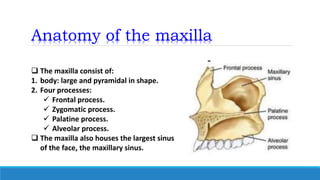 Growth of the maxilla | PPT
