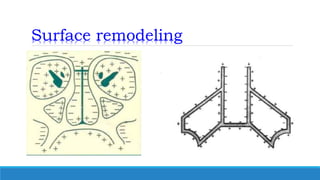 Growth of the maxilla | PPT