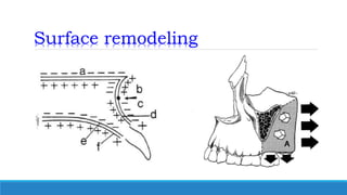 Growth of the maxilla | PPTX