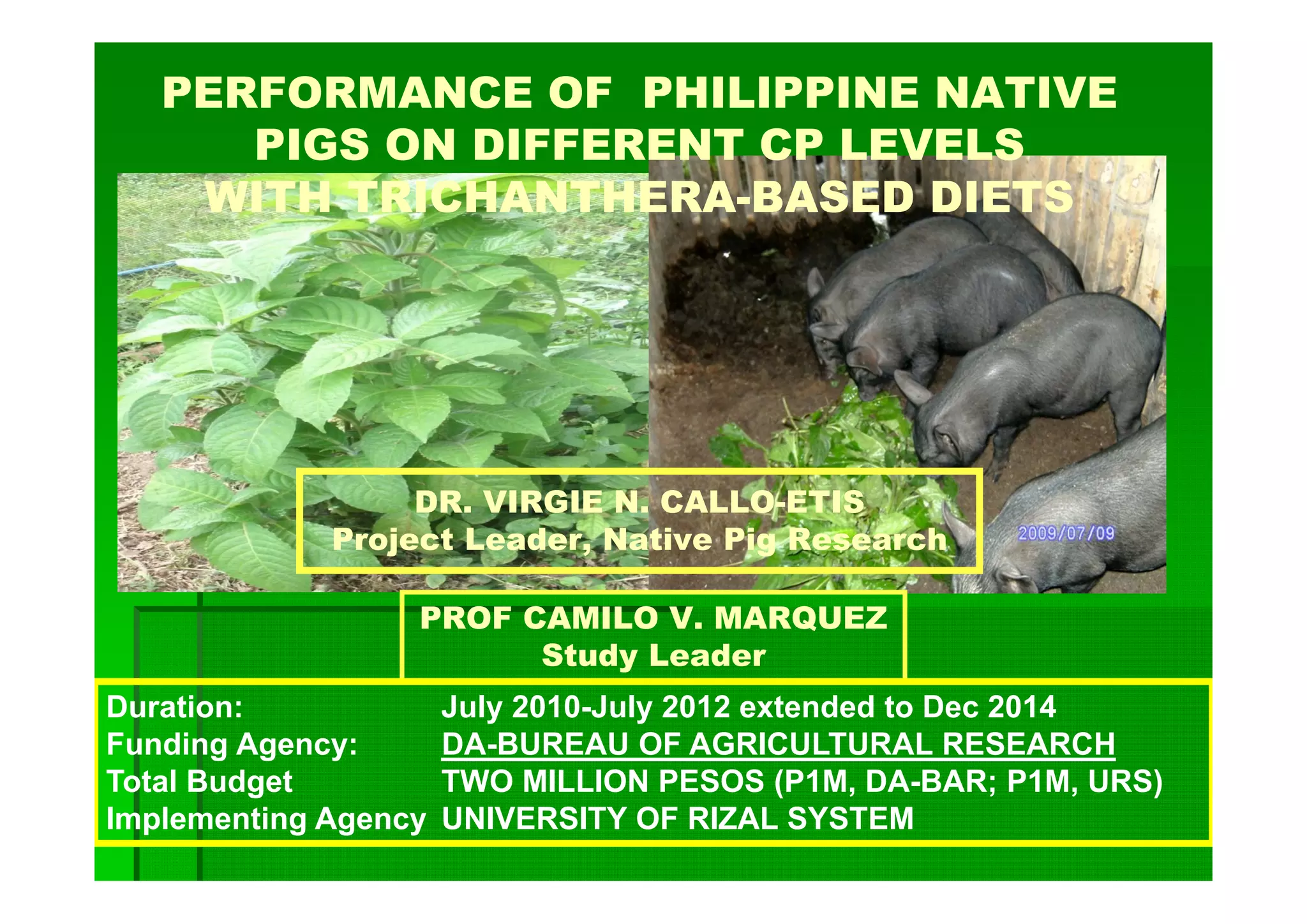 Developing the Potential of Native Pigs for Organic Meat Production | PDF