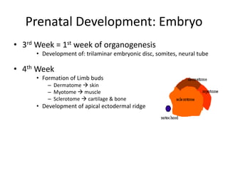 Growth plate and Bone development.pptx