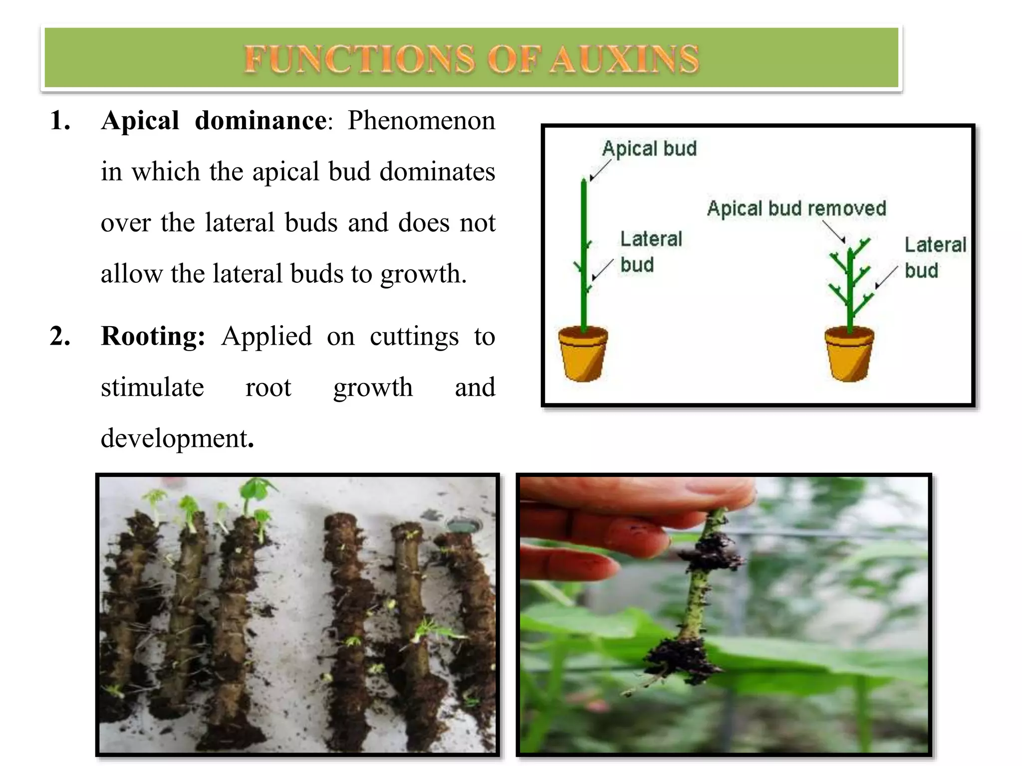 growth regulator in veg CS (1).pptx