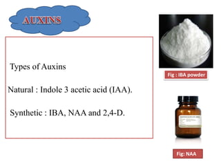 growth regulator in veg CS (1).pptx