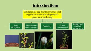GROWTH REGULATORS for the subject pharmacognosy | PPT