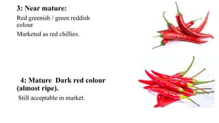 Growth regulators, weed mgt, maturity index, harvest and yield in ...