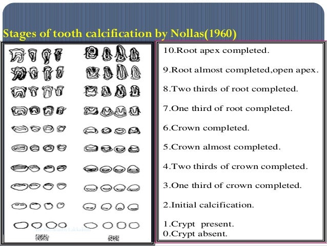 Growth spurts - orthodontics