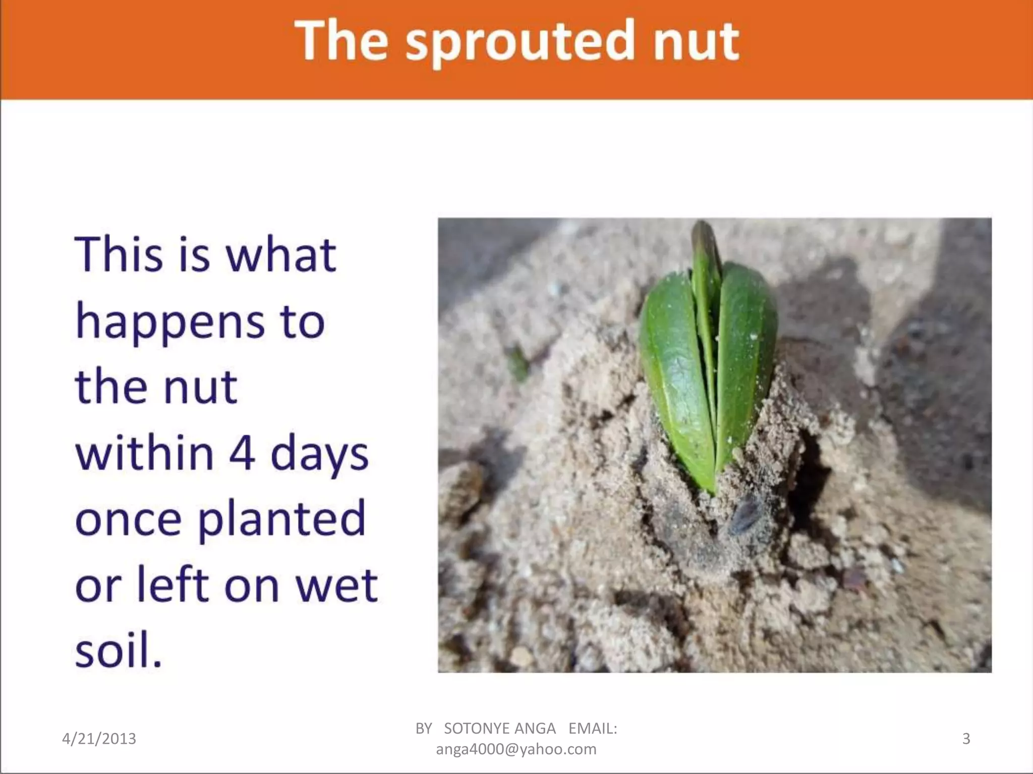 Growth stages of cashew: from seed to harvest by sotonye anga | PPTX