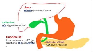 Functions,Secretion and Regulation of Bile | PPTX