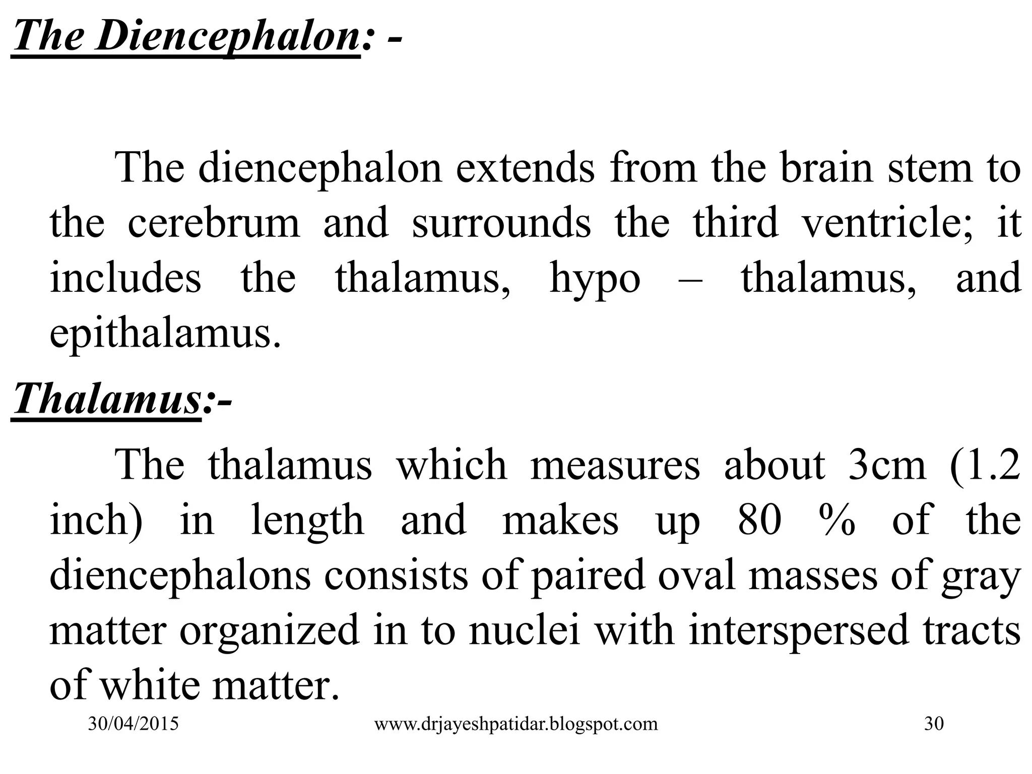 Brain anatomy | PDF