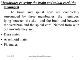 Brain anatomy | PDF