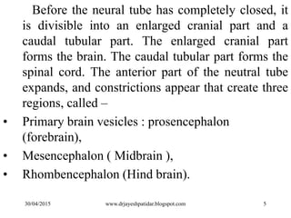 Brain anatomy | PDF