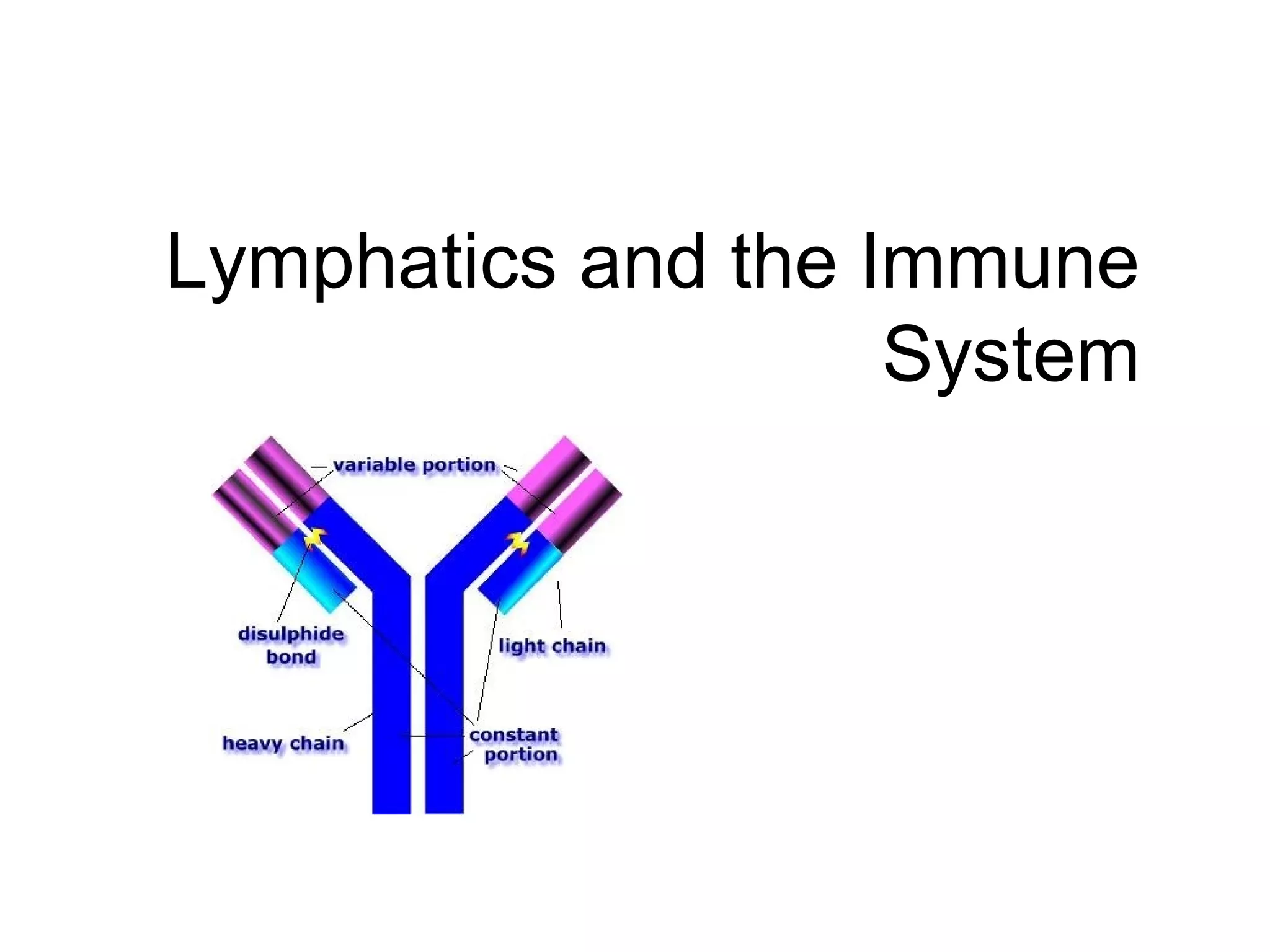 Anatomy lab. 8 lymphatics & immune sys. | PPT