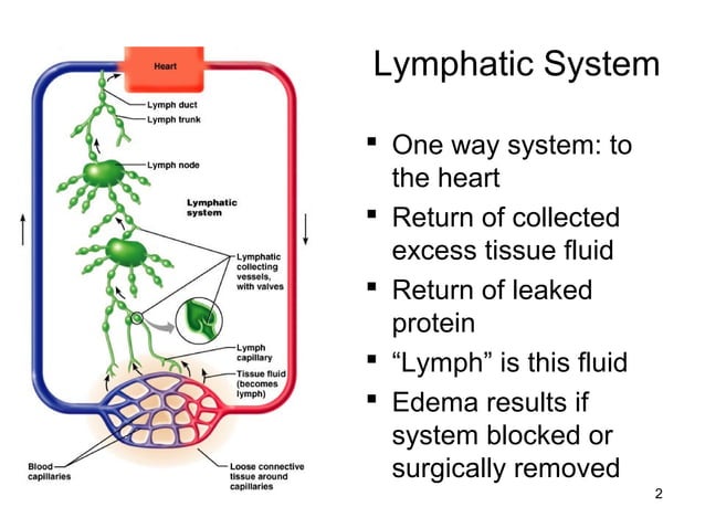 Anatomy lab. 8 lymphatics & immune sys. | PPT