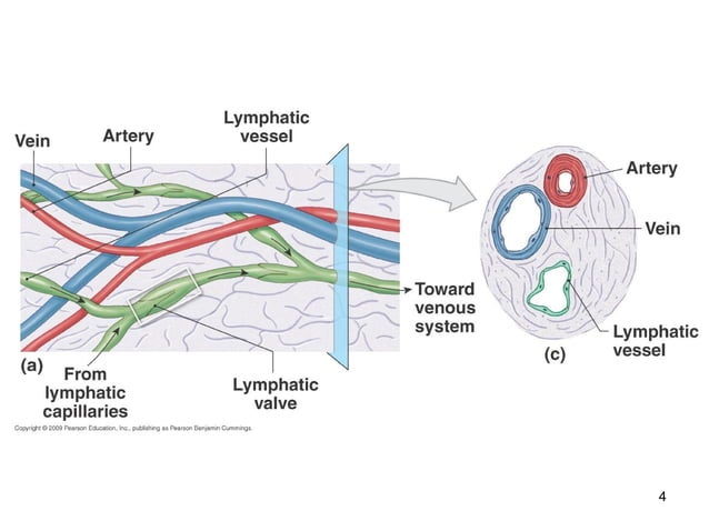 Anatomy lab. 8 lymphatics & immune sys. | PPT