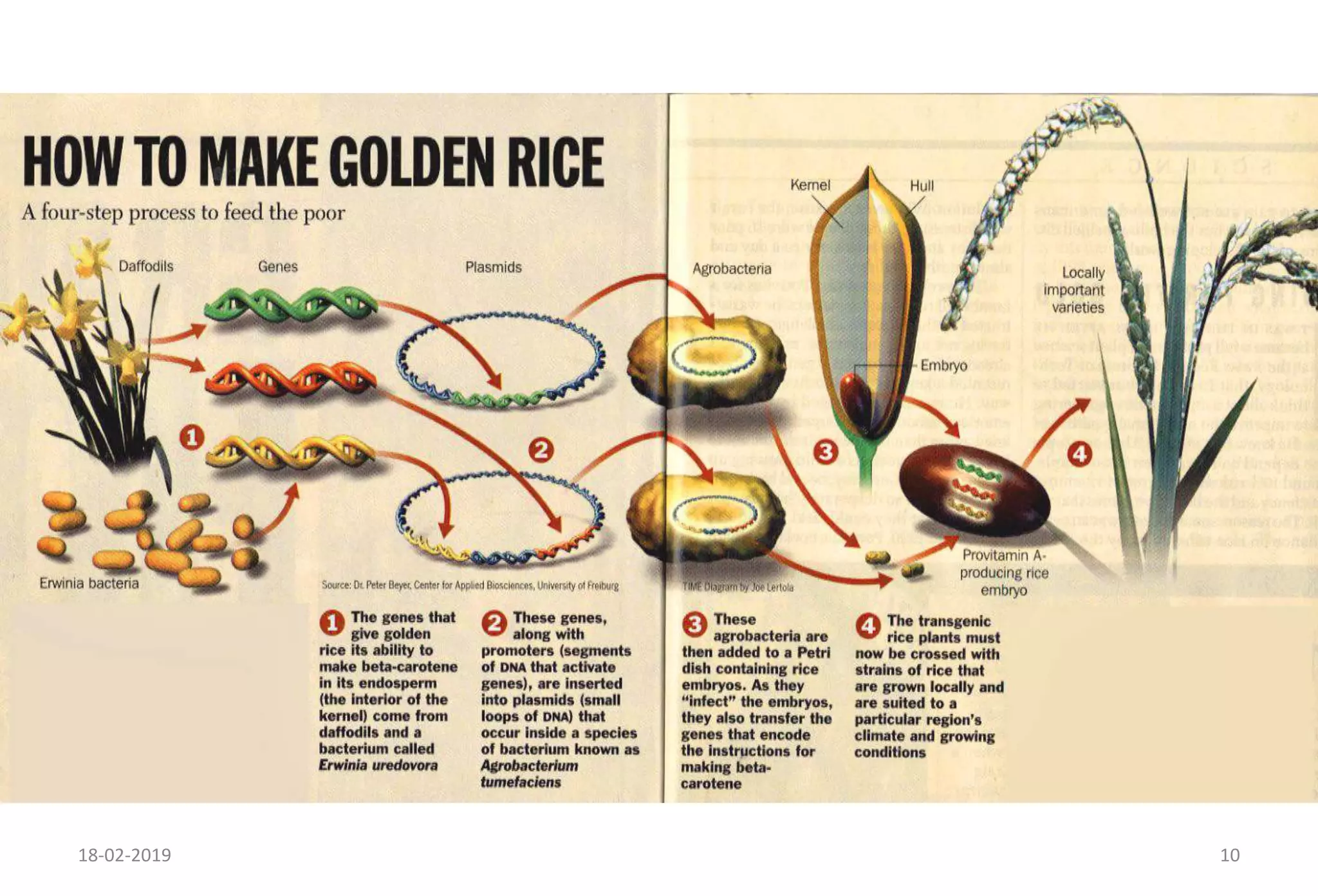 Golden rice , vit A enriched transgenic rice | PPTX