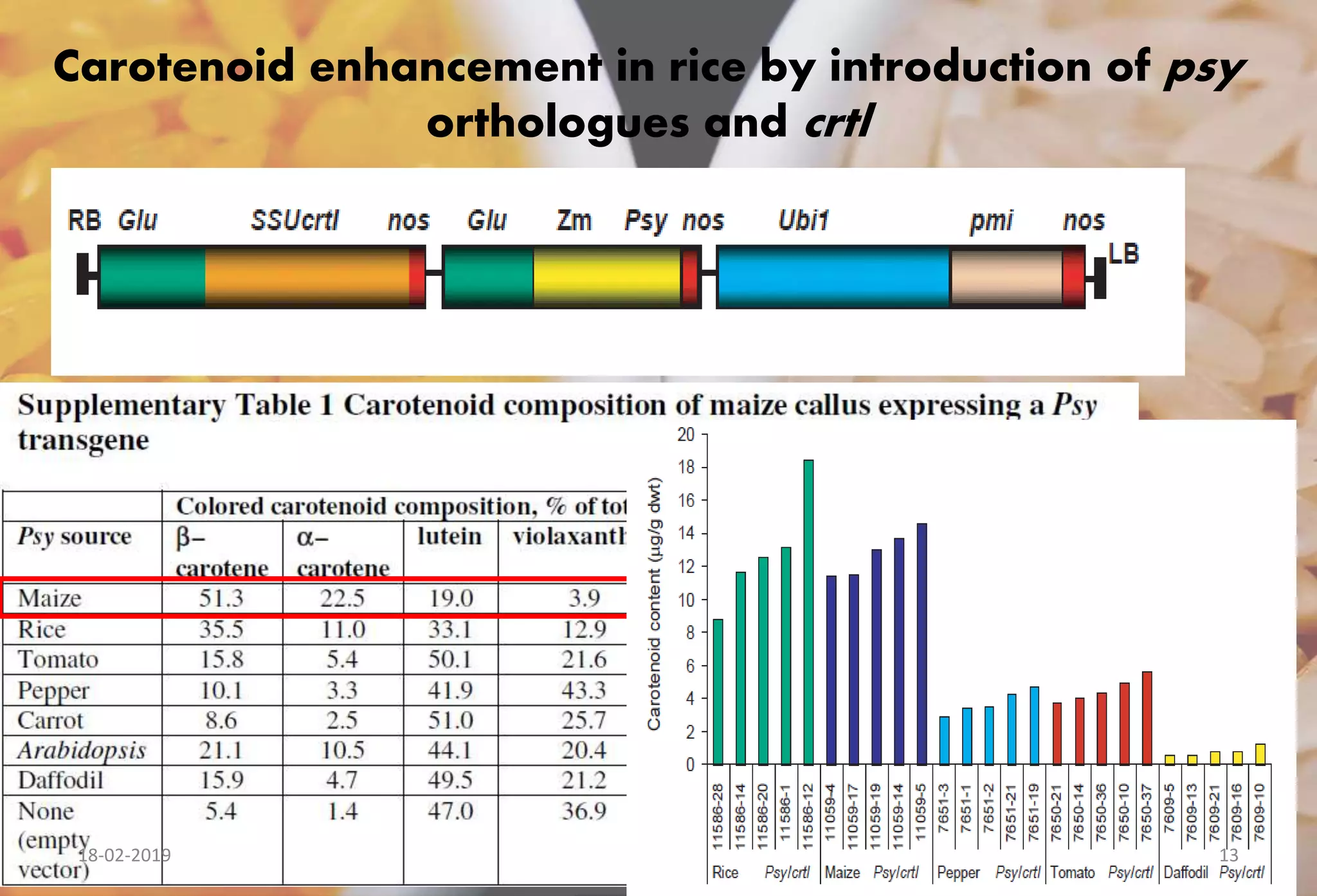 Golden rice , vit A enriched transgenic rice | PPTX | Agriculture ...