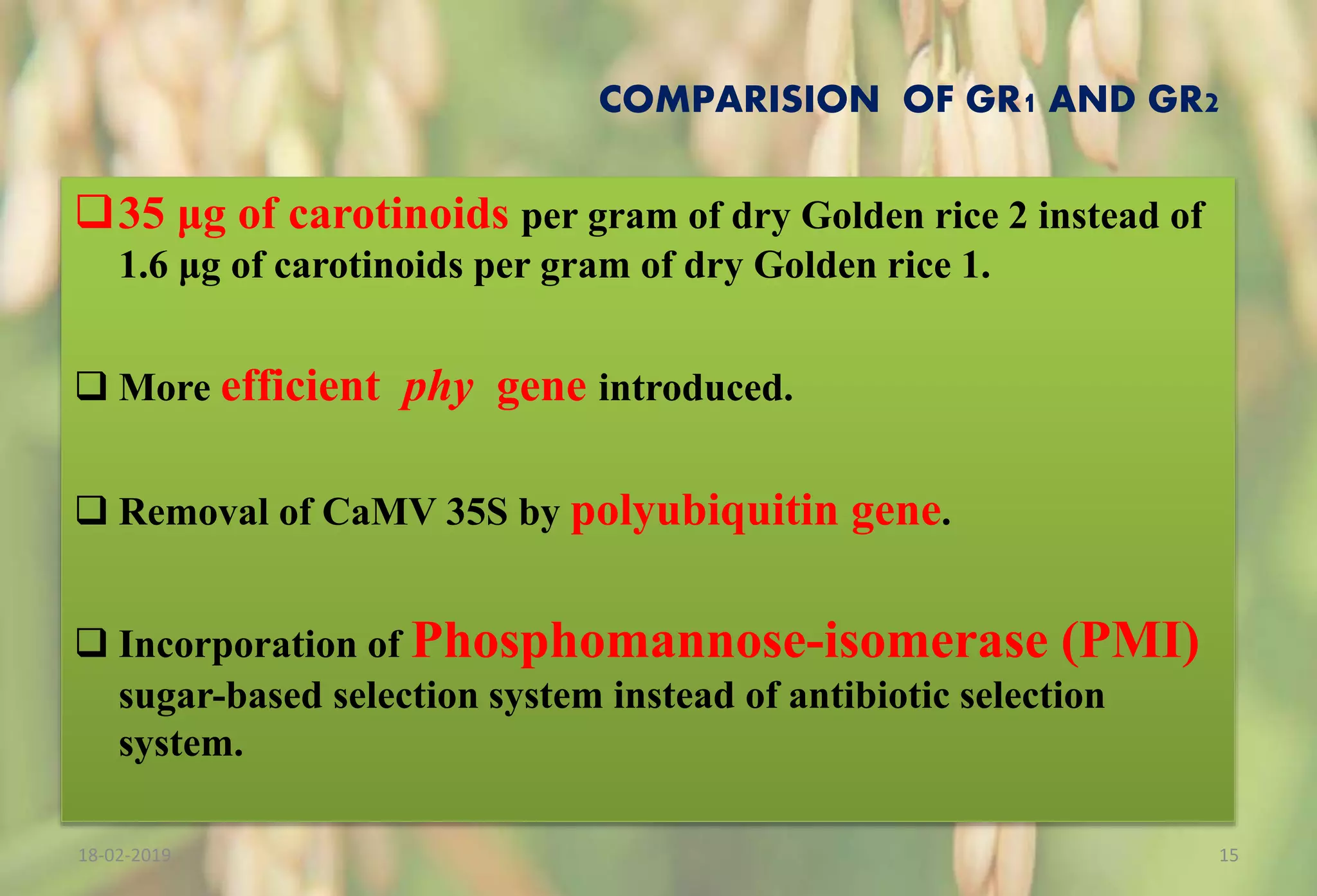 Golden rice , vit A enriched transgenic rice | PPTX | Agriculture ...