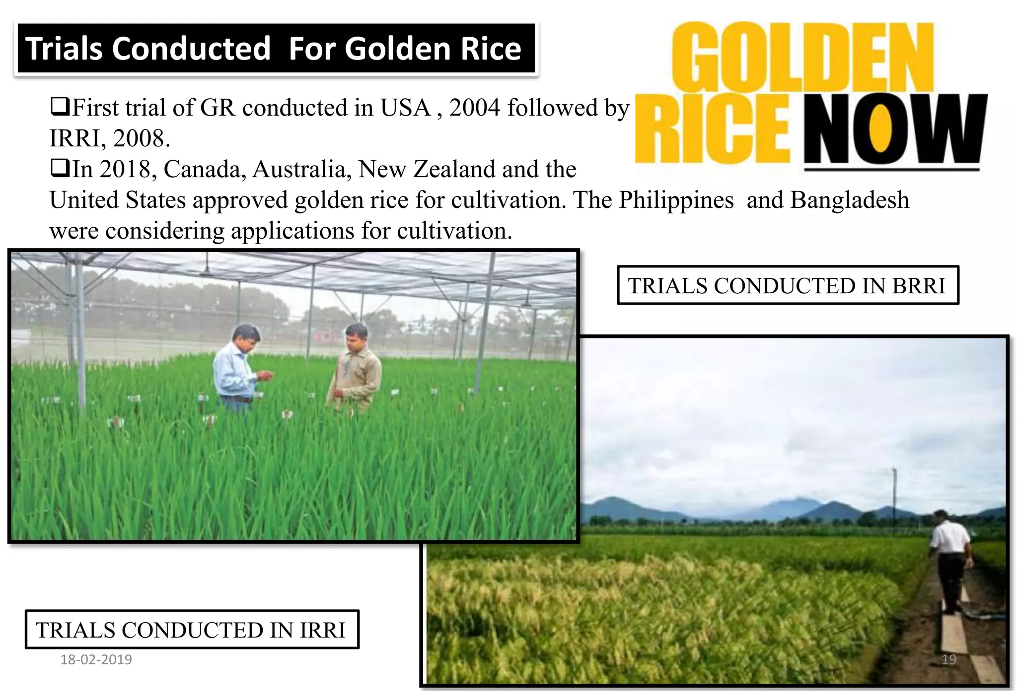 Golden rice , vit A enriched transgenic rice | PPTX