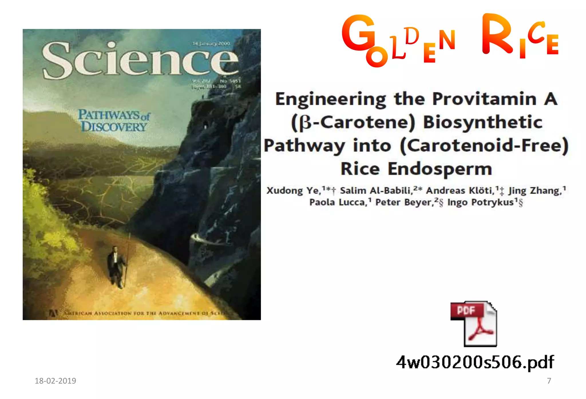 Golden rice , vit A enriched transgenic rice | PPTX | Agriculture ...