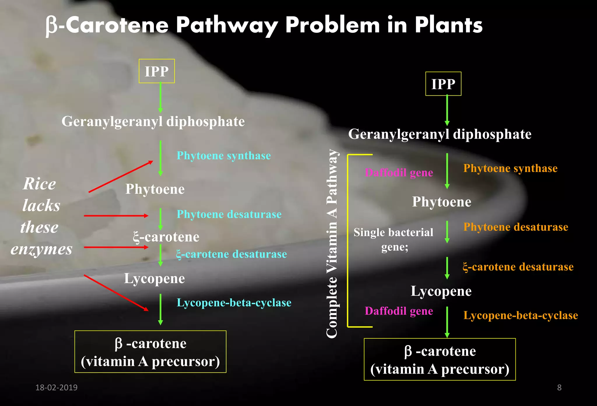 Golden rice , vit A enriched transgenic rice | PPTX