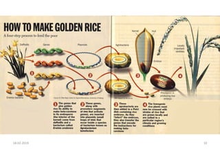 Golden rice , vit A enriched transgenic rice | PPTX | Agriculture ...