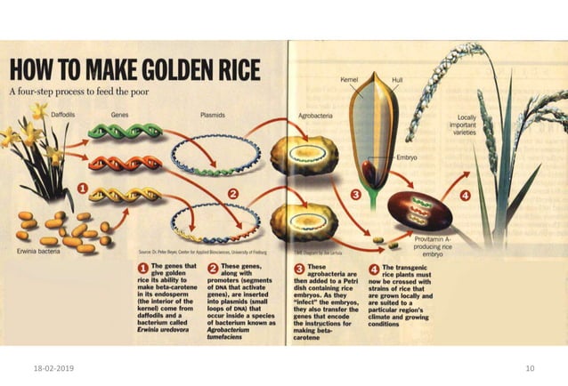 Golden rice , vit A enriched transgenic rice | PPTX | Agriculture ...