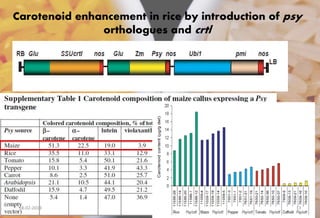 Golden rice , vit A enriched transgenic rice | PPTX
