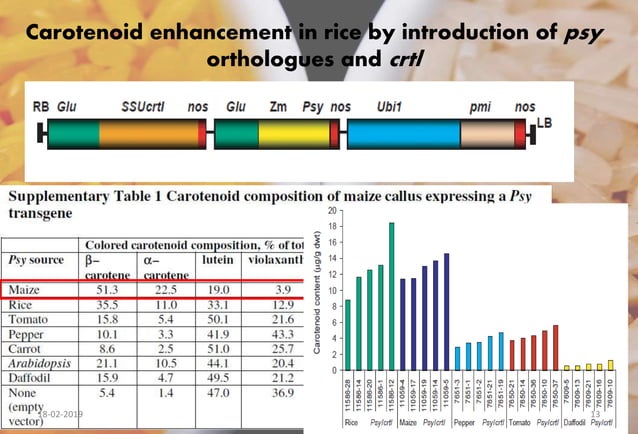 Golden rice , vit A enriched transgenic rice | PPTX | Agriculture ...