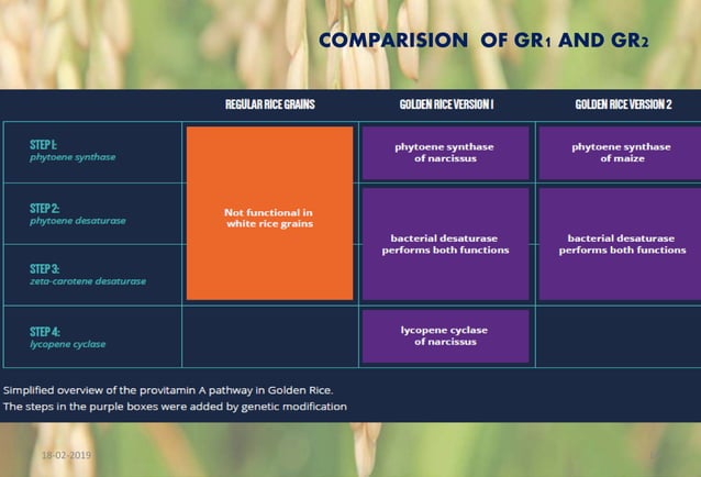 Golden rice , vit A enriched transgenic rice | PPTX | Agriculture ...