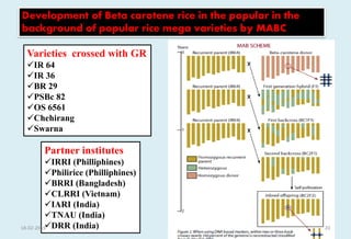 Golden rice , vit A enriched transgenic rice | PPTX