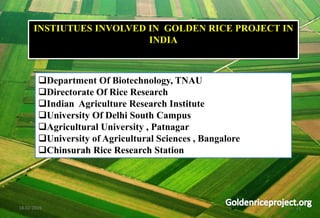 Golden rice , vit A enriched transgenic rice | PPTX