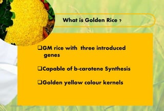 Golden rice , vit A enriched transgenic rice | PPTX