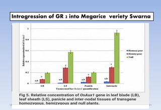 Golden Rice Graphs