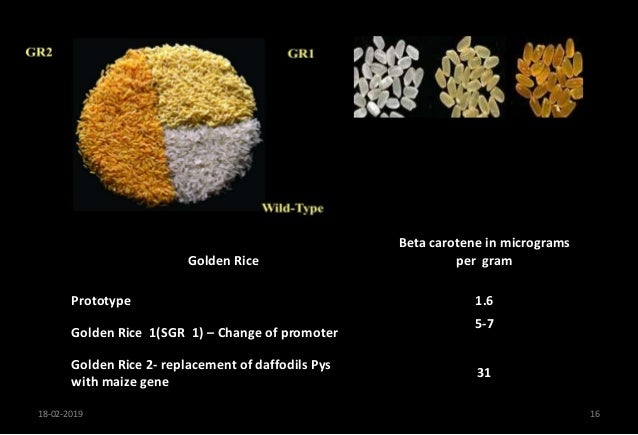 Golden rice , vit A enriched transgenic rice