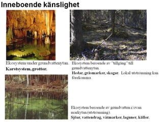 Grundvattenberoende ekosystem i sverige kent werner | PPT