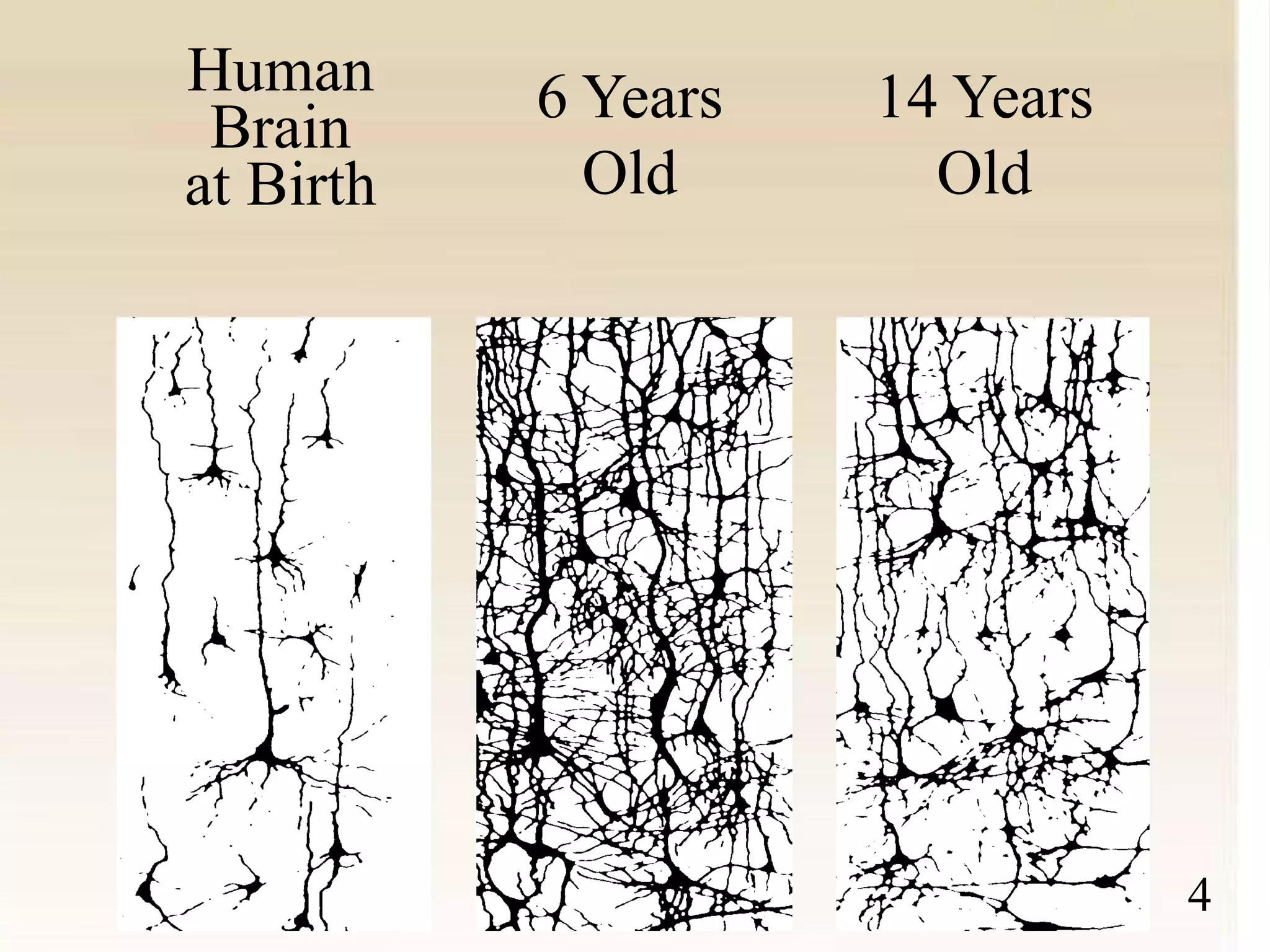 Grunewald Economic Case | PPTX