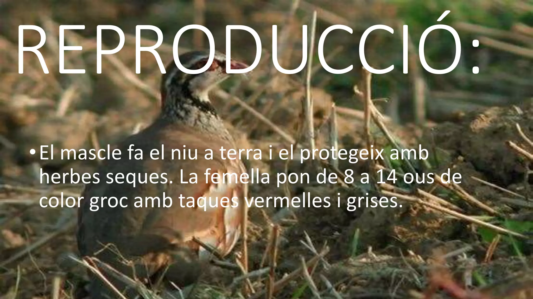 Perdiu de roca | PPTX